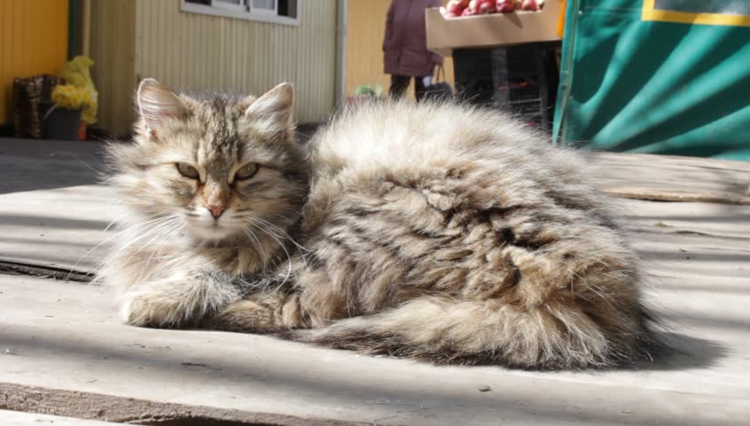 Gib, Tailcoat, Pussycat, Cat, Grapnel, Stock Footage Video (100% ...