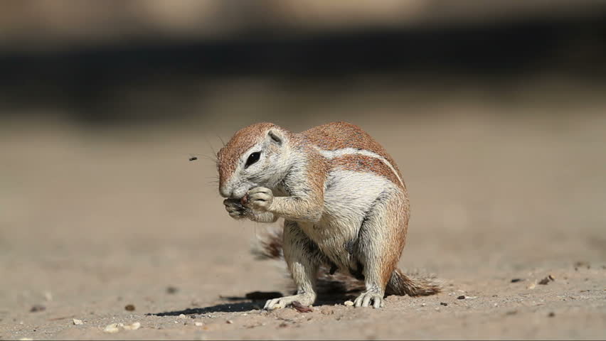 ground squirrel xerus inaurus feeding kalahari Stock Footage Video (100 ...