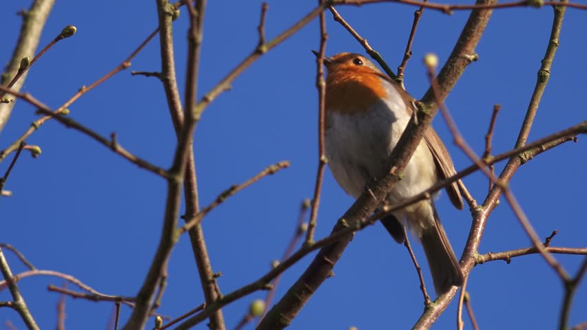 Robin Bird Singing in Tree Stock Footage Video (100% Royalty-free ...