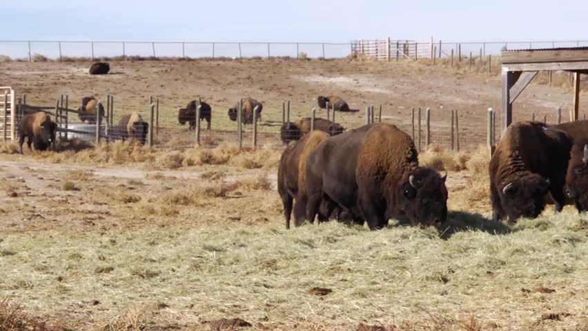 A Group of Bison Eats Stock Footage Video (100% Royalty-free) 9524030 ...