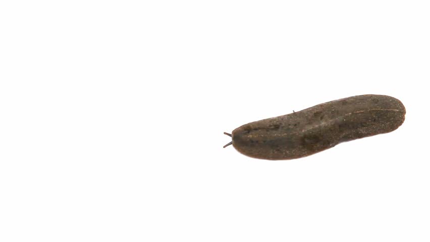 slug isolated on white background Stock Footage Video (100% Royalty ...