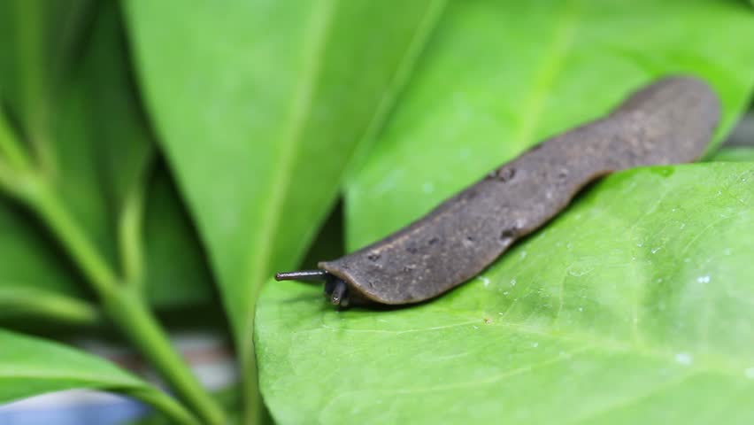 slug moves across on leaves Stock Footage Video (100% Royalty-free ...