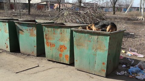 Dog eating trash Stock Video Footage - 4K and HD Video Clips | Shutterstock