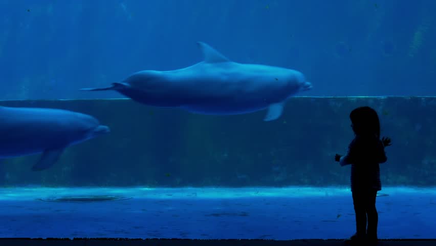 Young beluga whale Stock Video Footage - 4K and HD Video Clips ...