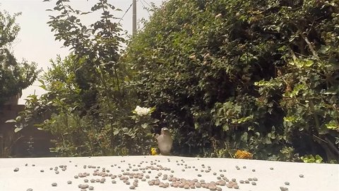 Brownrumped Seedeater Serinus Tristriatus Flying Off Stock Footage ...