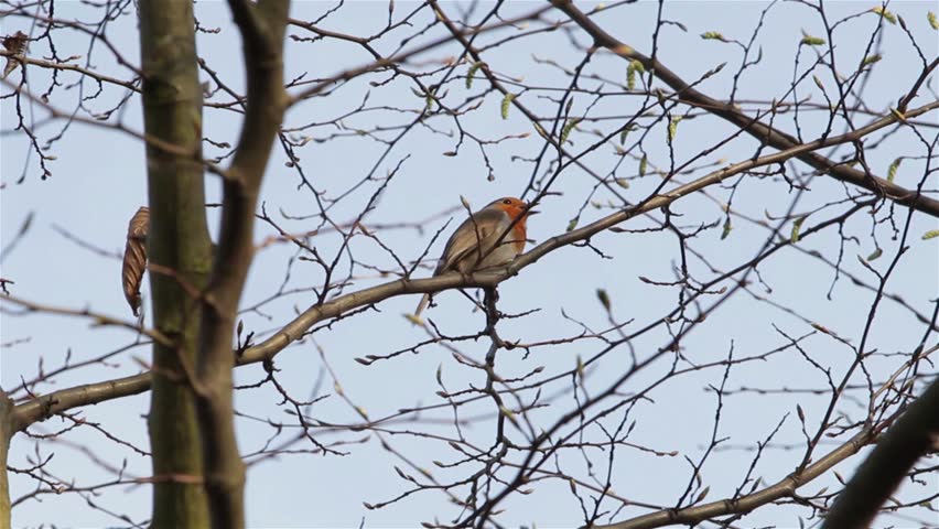 beautiful sound red robin song bird Stock Footage Video (100% Royalty ...