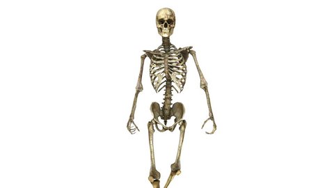 Layout Human Skeleton Skeleton Rotating On Stock Footage Video (100% ...