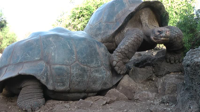 climbing galapagos tortoise Stock Footage Video (100% Royalty-free ...