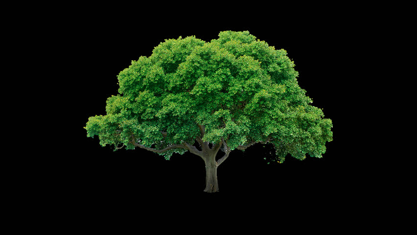 Tree in the Breeze with Stock Footage Video (100% Royalty-free) 9632285 ...