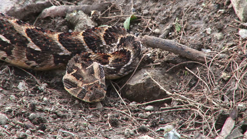 A Snake Called Puff Adder. Stock Footage Video (100% Royalty-free ...