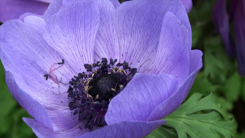Purple Flower in the Chicago Botanical Gardens image - Free stock photo ...