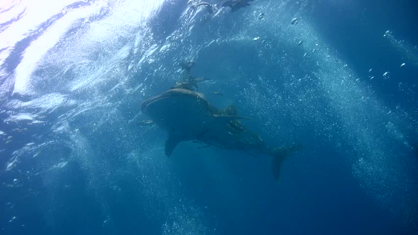 human hand under thick ice dead Stock Footage Video (100% Royalty-free ...
