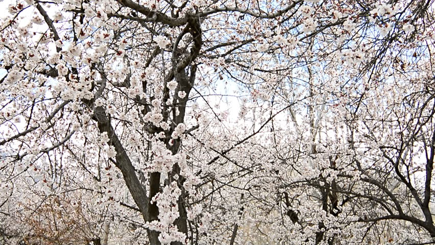 21 Apple trees of hunza valley Stock Video Footage - 4K and HD Video ...