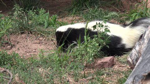 Striped Skunk Adult Lone Grooming Summer Stock Footage Video (100% ...