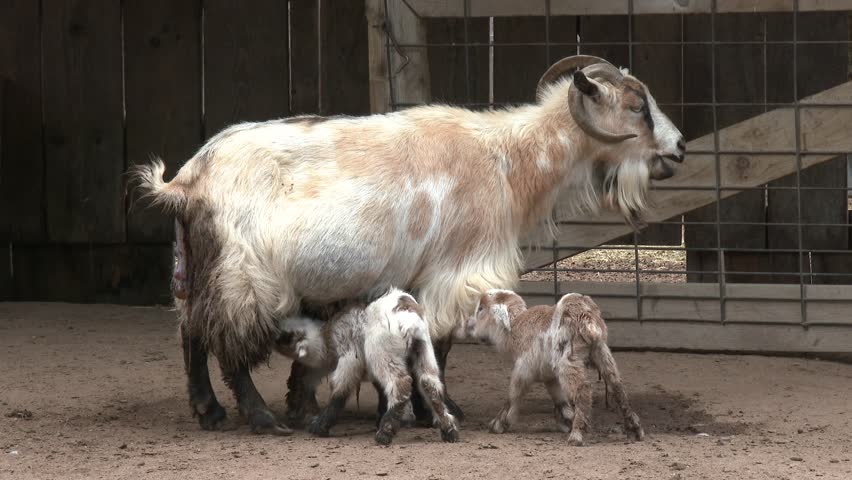 Goat Female Adult Young Family Stock Footage Video (100% Royalty-free ...