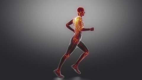 Running Man Skeleton Scan Stock Footage Video (100% Royalty-free ...