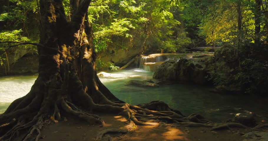 tracking video shot beautiful forest environment Stock Footage Video ...