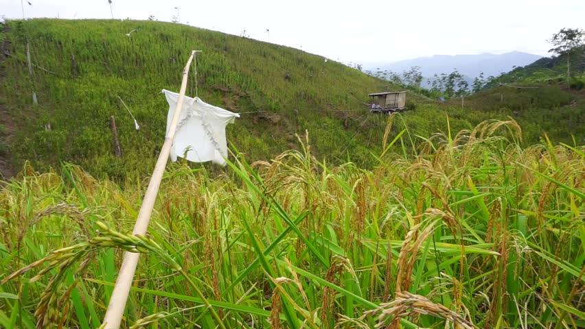traditional hill rice paddy farm scenery Stock Footage Video (100% ...