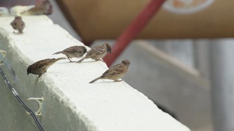 Many Sparrows Stock Footage Video (100% Royalty-free) 9710126 ...