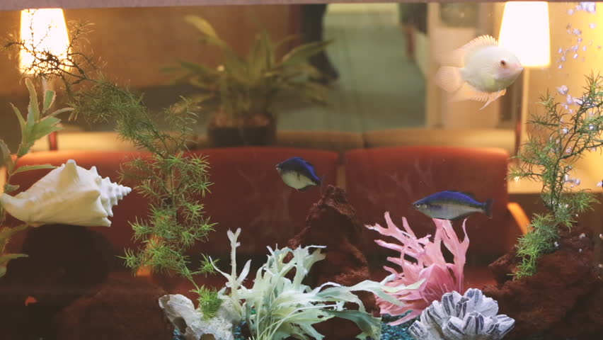 fish tank doctor dentist office waiting Stock Footage Video (100% ...