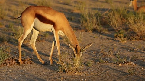 Springbok Eating Walking Stock Footage Video (100% Royalty-free ...