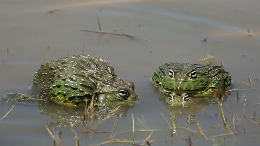 african giant bullfrogs pyxicephalus adspersus mating Stock Footage ...