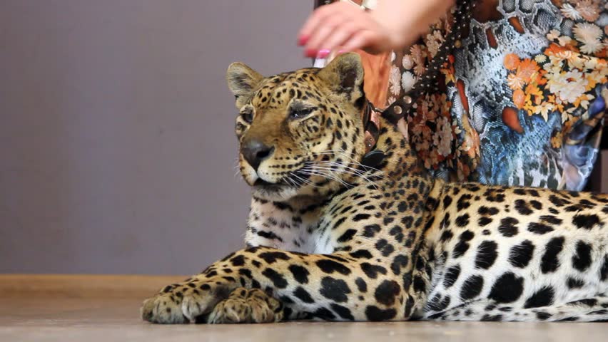 Womans Hand Stroking a Leopard Stock Footage Video (100% Royalty-free ...
