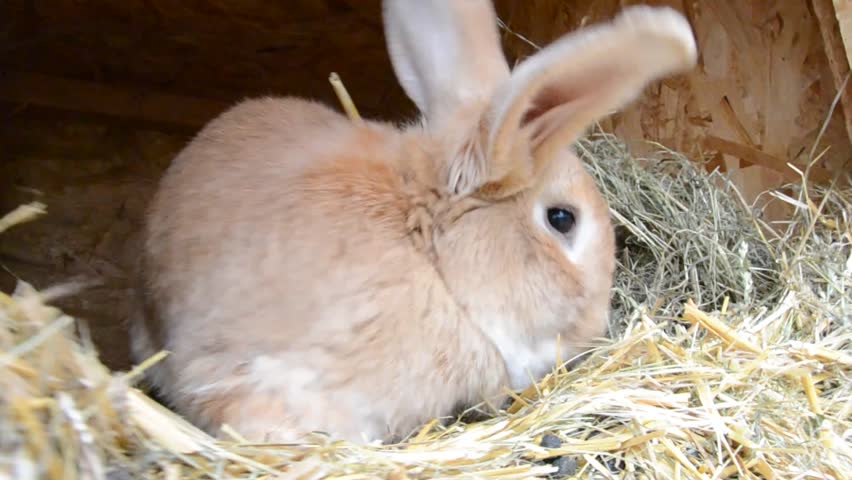 Rabbits Family Eat Straw in Stock Footage Video (100% Royalty-free ...