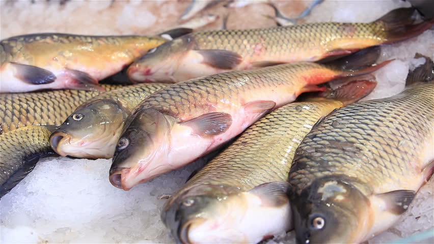 Fresh Live Fish Laying On Stock Footage Video (100% Royalty-free ...