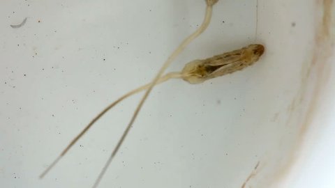 Insect Larvae Water Stock Footage Video (100% Royalty-free) 977203 ...