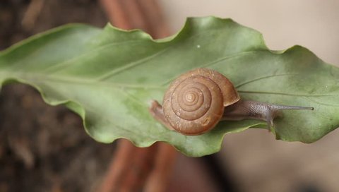 Close Green Spiral Curly Shell Texture Stock Photo 126357737 | Shutterstock