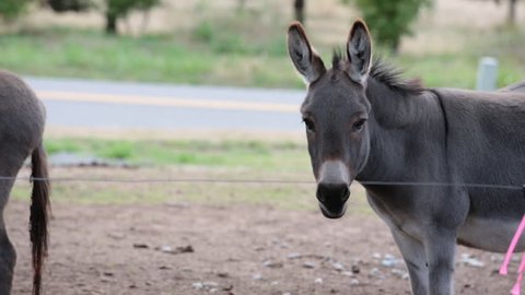 Domestic Male Burro Donkey Behind Barbed Stock Photo 72677020 ...