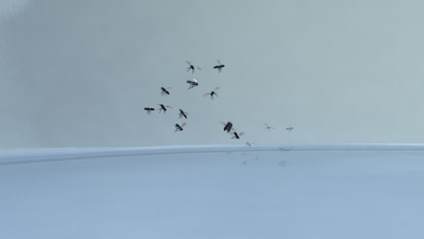 swarm flies buzzing matte easy compositing Stock Footage Video (100% ...