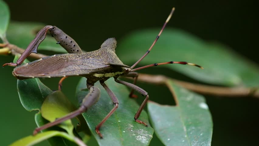 assassin bug hawk moth caterpillar Stock Footage Video (100% Royalty ...