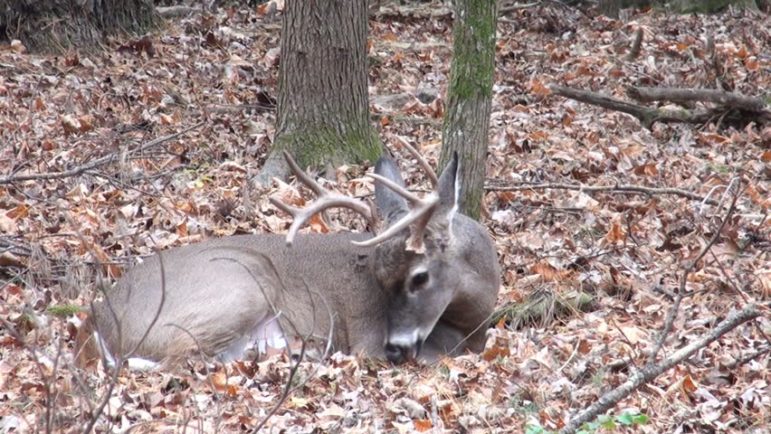 white-tailed deer sitting woods Stock Footage Video (100% Royalty-free ...