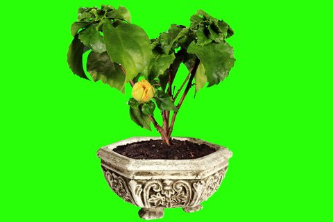 4k Blooming Yellow Hibiscus Flower Buds Stock Footage Video (100% ...