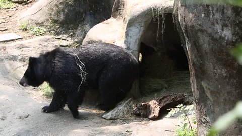 Adult Formosa Black Bear Waked Go Stock Footage Video (100% Royalty ...