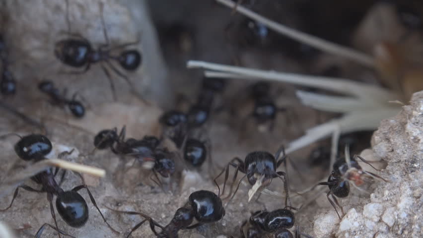 ants working gathering food nature macro Stock Footage Video (100% ...