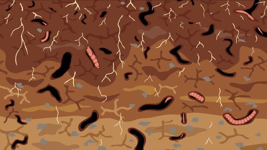 animated loop earthworms crawling through soil Stock Footage Video (100 ...