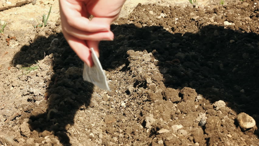 hand casting seed spring season Stock Footage Video (100% Royalty-free ...