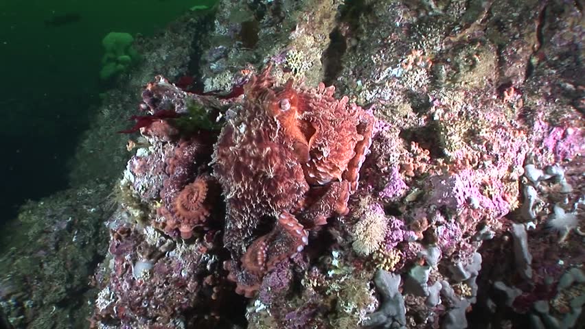 pacific giant octopus appear emerald cold Stock Footage Video (100% ...