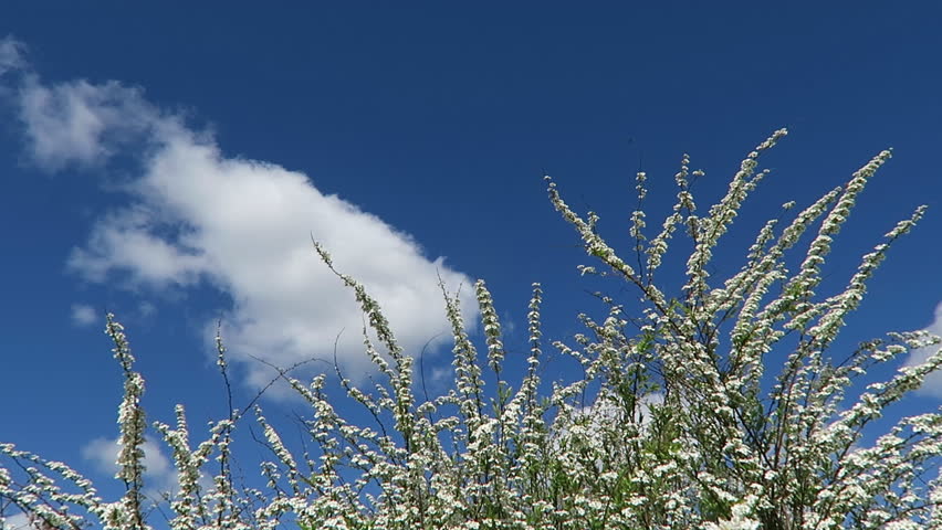 The Wind Gently Moves Tree Stock Footage Video (100% Royalty-free ...