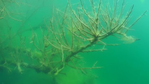 Underwater Landscape Branches Sunken Trees First Stock Footage Video ...