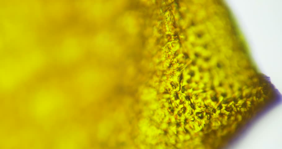 Stomata slice Stock Video Footage - 4K and HD Video Clips | Shutterstock