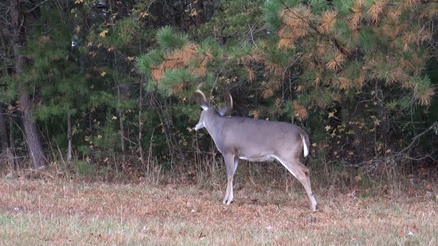 White-tailed Deer Buck Demonstrating Rut Stock Footage Video (100% ...