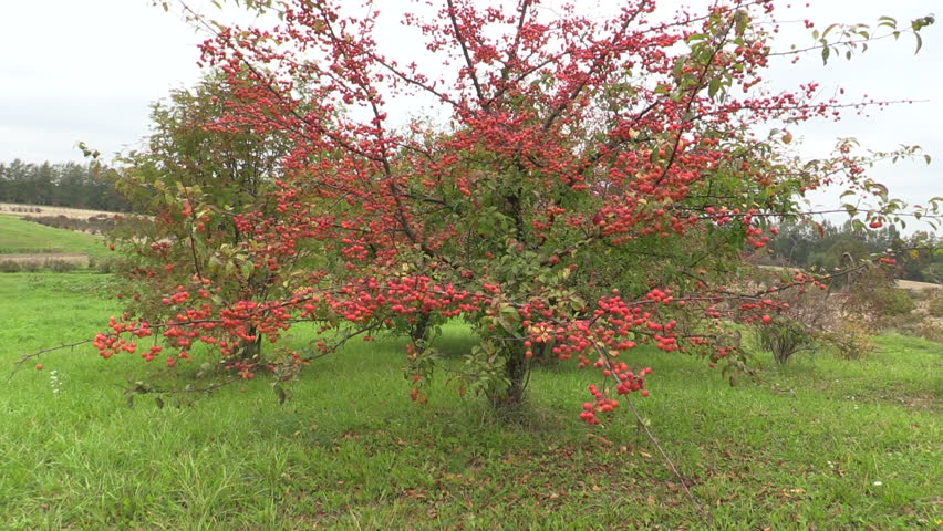 decorative japanese apple tree fruits botanical Stock Footage Video ...