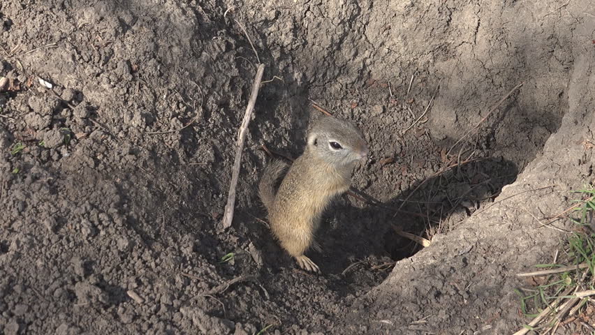 Close up Weasel By Hole Stock Footage Video (100% Royalty-free) 9884327 ...