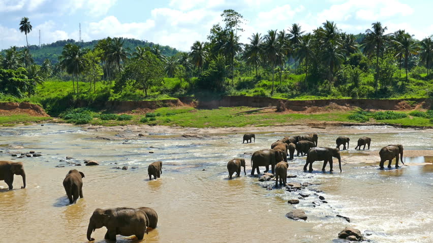 Pinnewala Stock Video Footage - 4K and HD Video Clips | Shutterstock