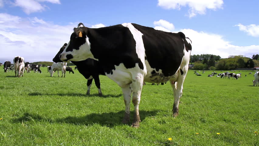 hd beautiful cows timelapse 1920x1080 Stock Footage Video (100% Royalty ...