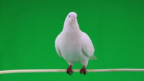 hvit due på den grønne skjermen Arkivvideomateriale (100 % royaltyfritt ...